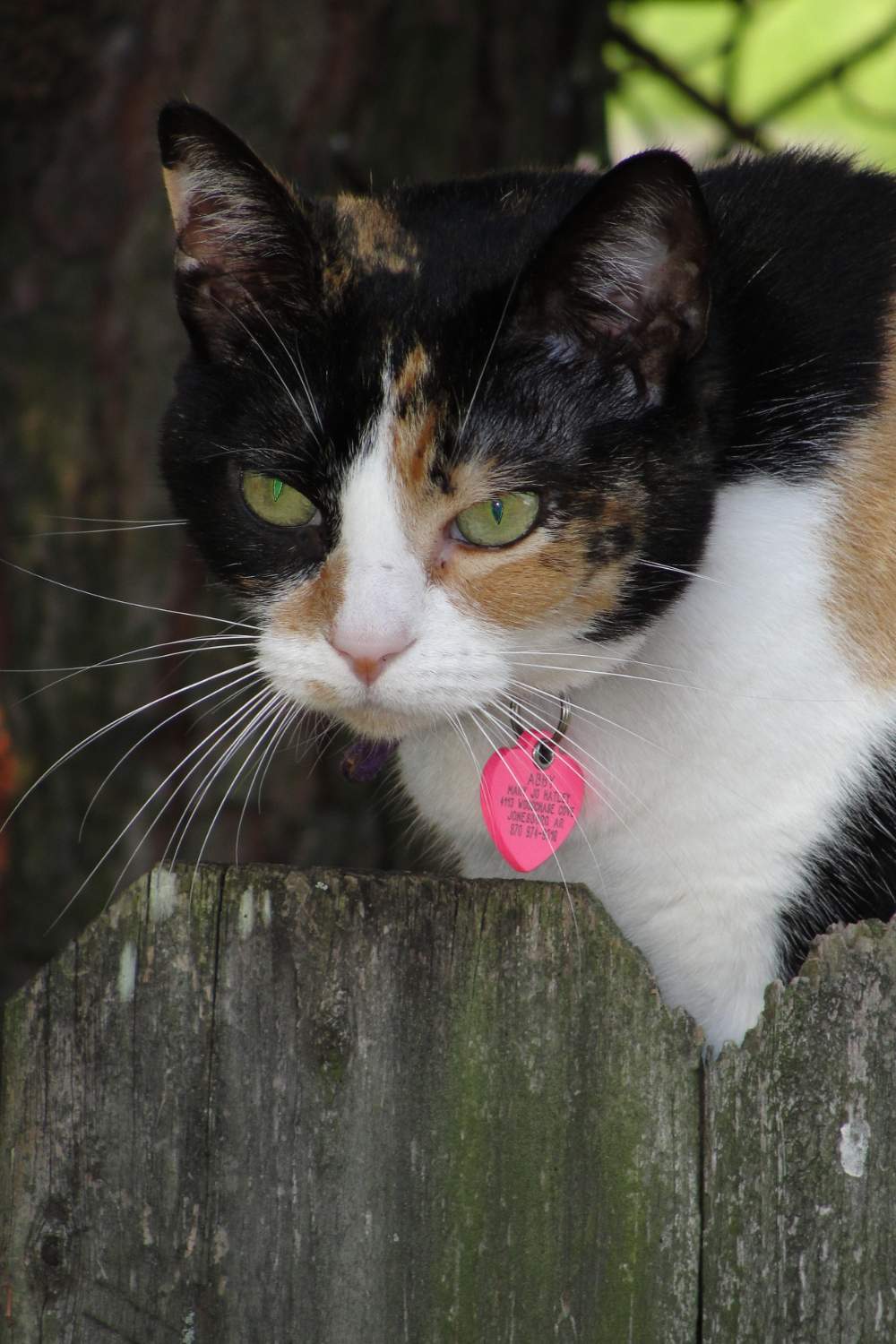 Solve Abby Cat jigsaw puzzle online with 150 pieces