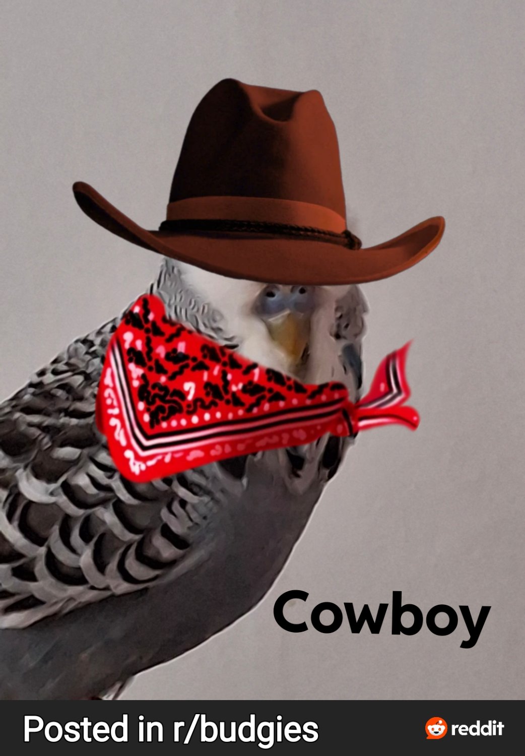 Solve Cowboy jigsaw puzzle online with 117 pieces