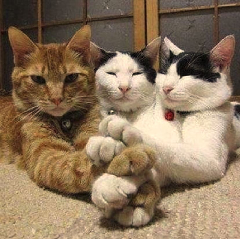 Solve Friendship Forever jigsaw puzzle online with 64 pieces