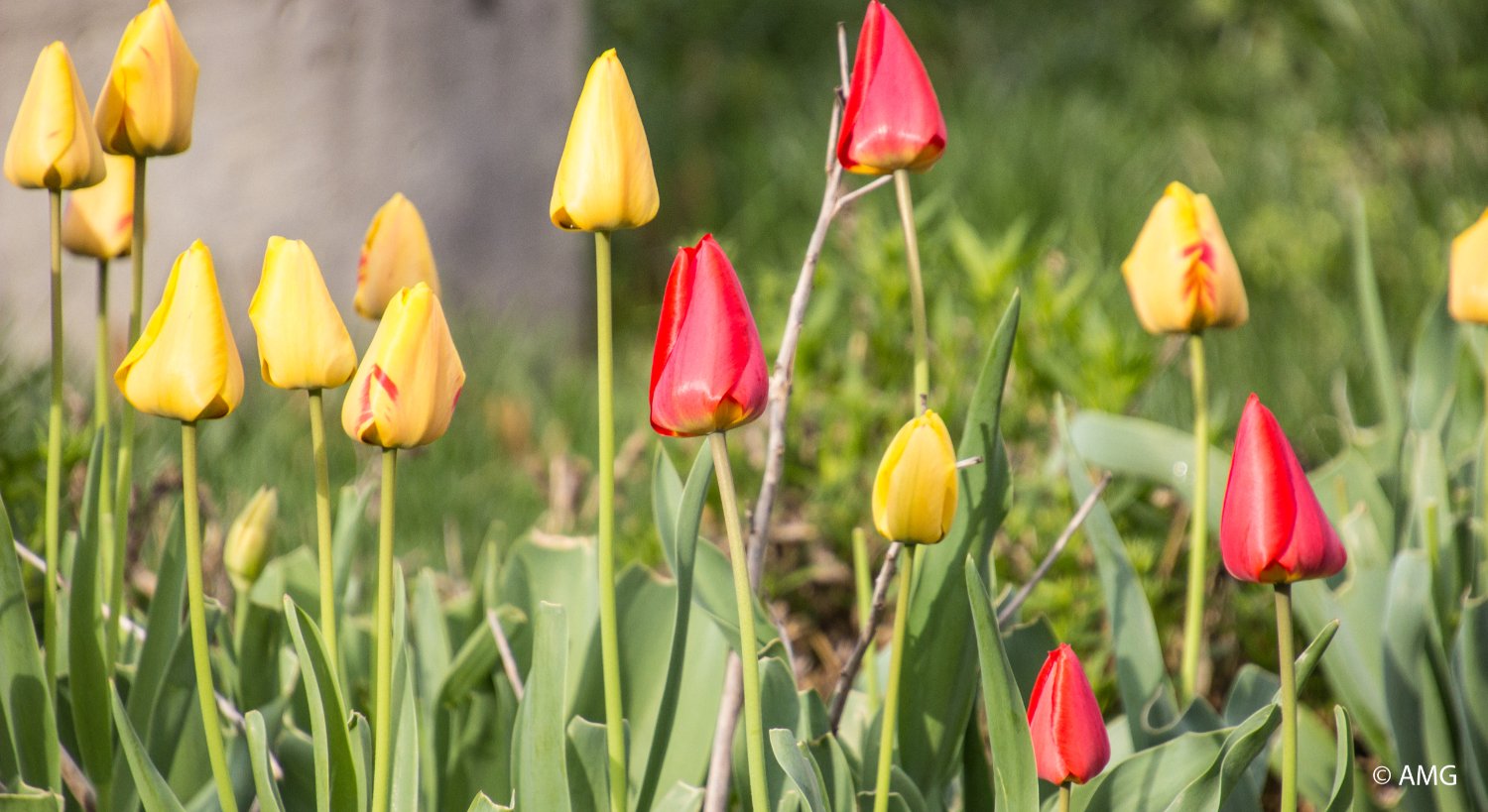 Solve Tulips jigsaw puzzle online with 15 pieces
