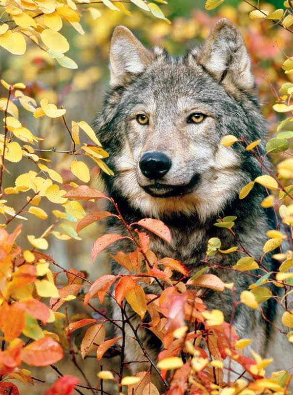 Solve AUTUMN GRAY WOLF jigsaw puzzle online with 70 pieces