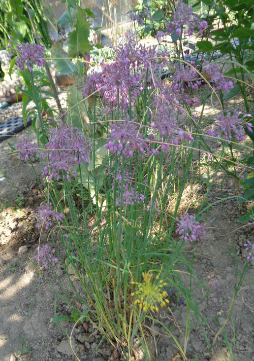 Solve Česnek "Ohňostroj" (Garlic "Fireworks") jigsaw puzzle online with ...