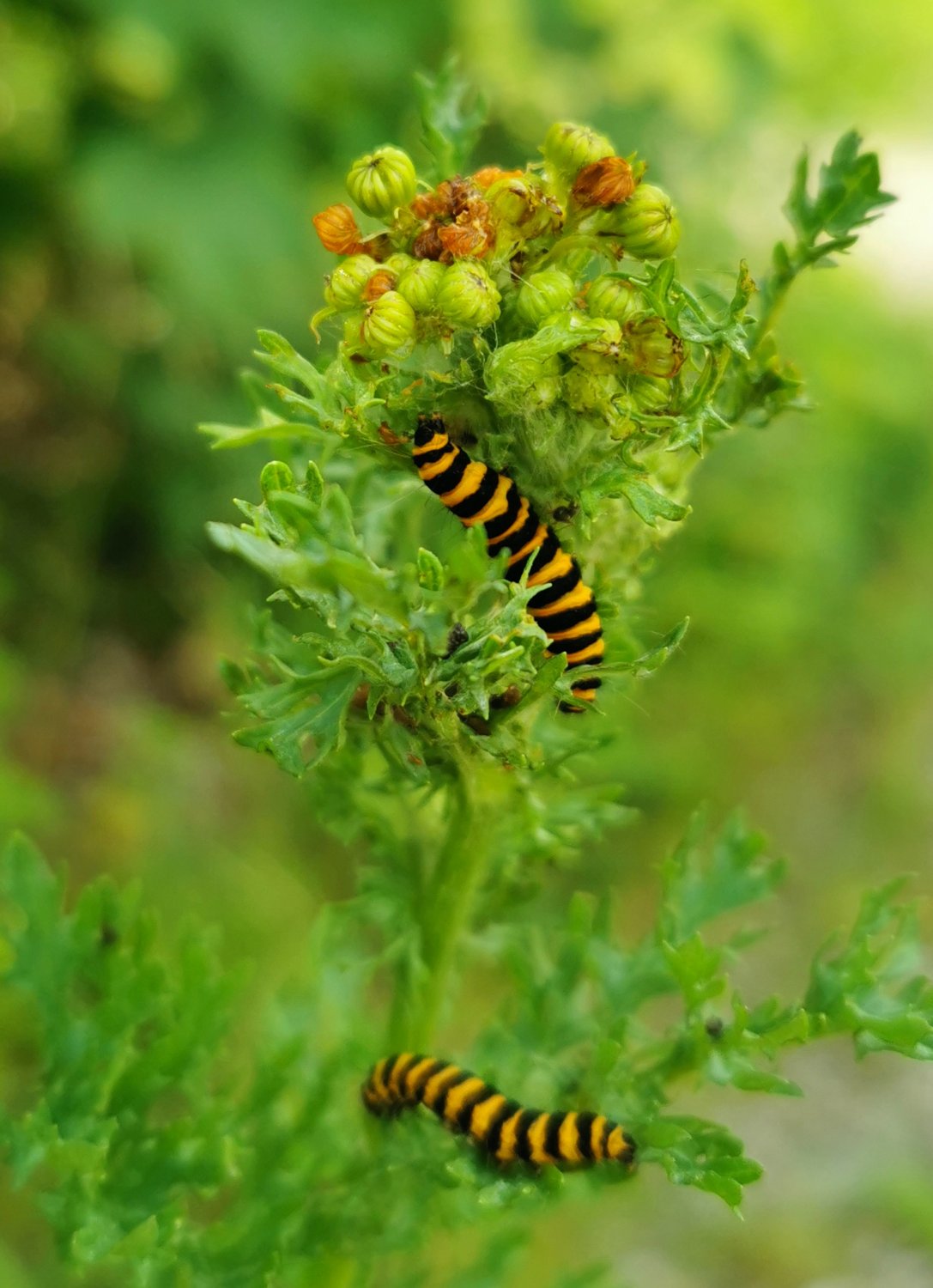 Solve Nature jigsaw puzzle online with 150 pieces