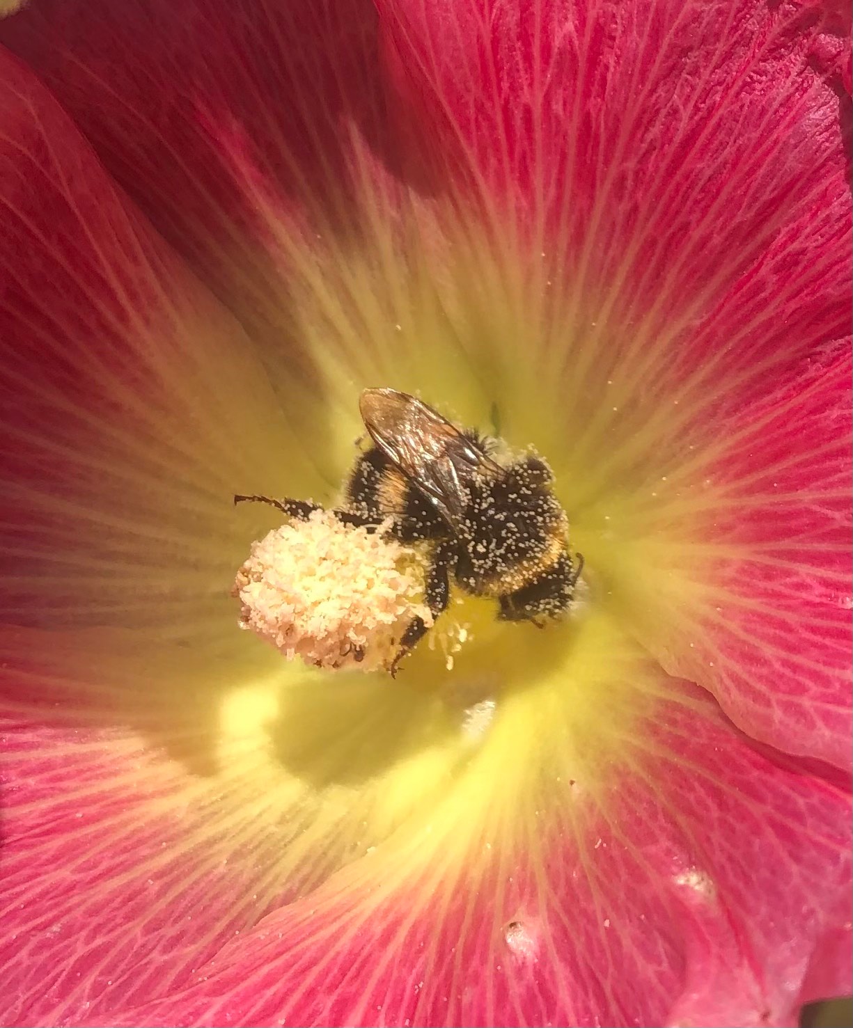 Solve Pollen covered bee on a Hollyhock jigsaw puzzle online with 252 pieces