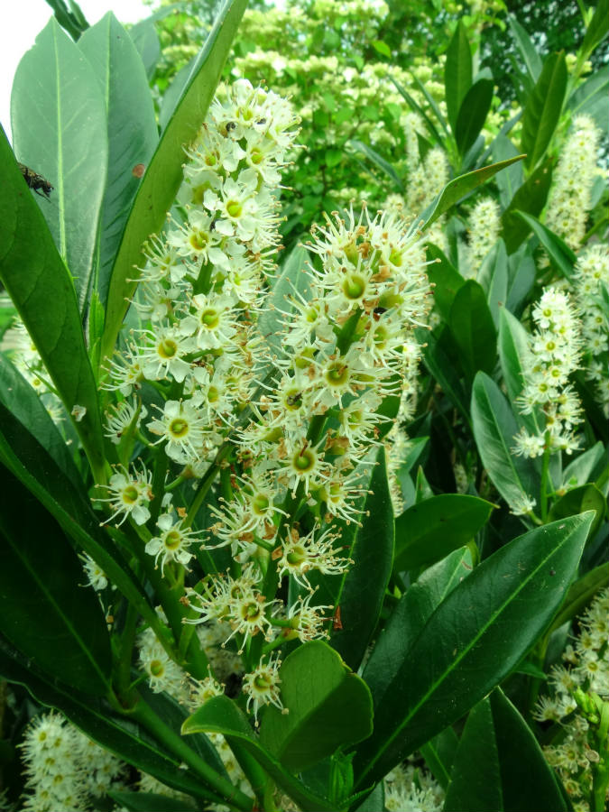 Solve Laurierstruik, Prunus laurocerasus 'Rotundifolia' jigsaw puzzle ...