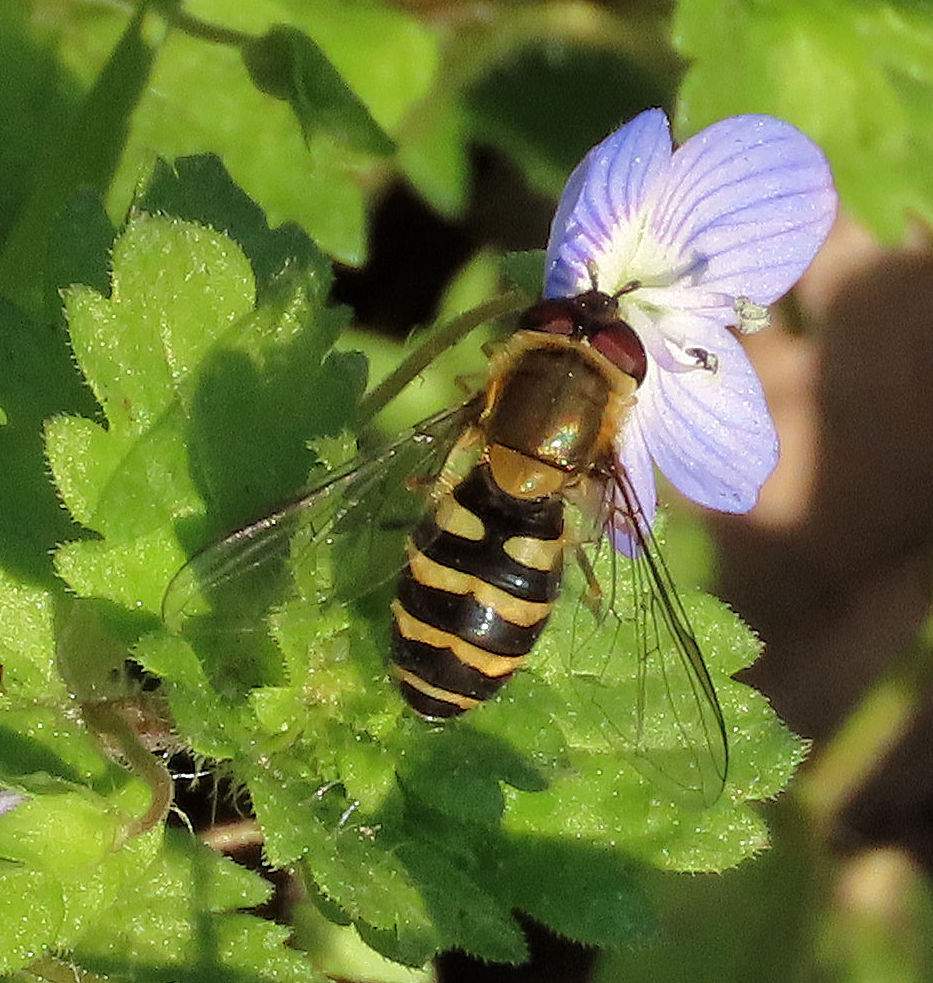 Solve common banded hoverfly on birdeye speedwell (bessenbandzwever op ...