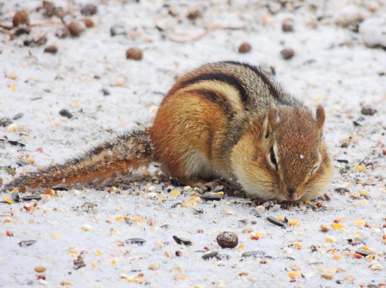 Jigsaw Puzzle | A cheeky little devil | 24 pieces | Jigidi