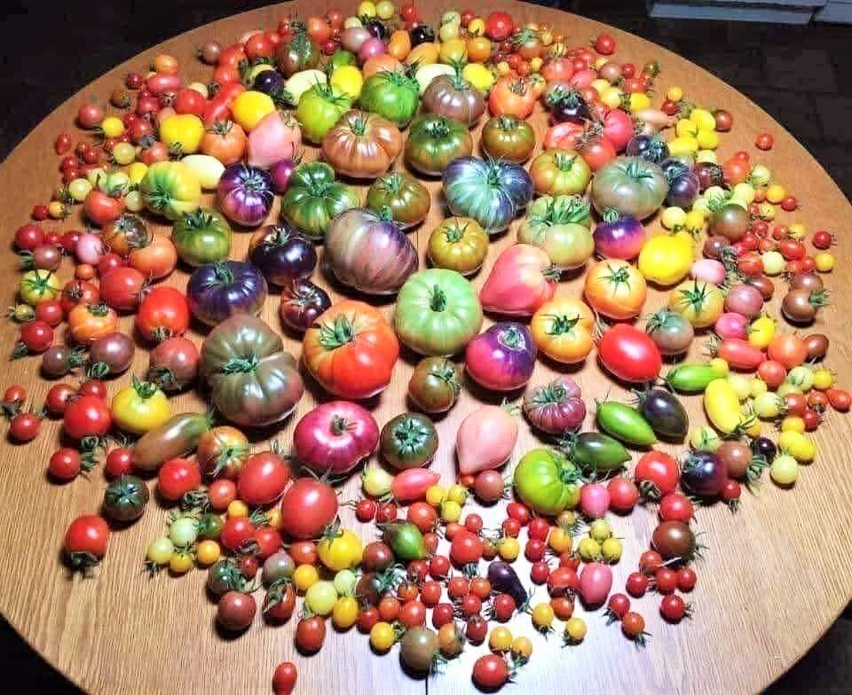 Solve AWESOME VEGGIE COLLECTION jigsaw puzzle online with 99 pieces