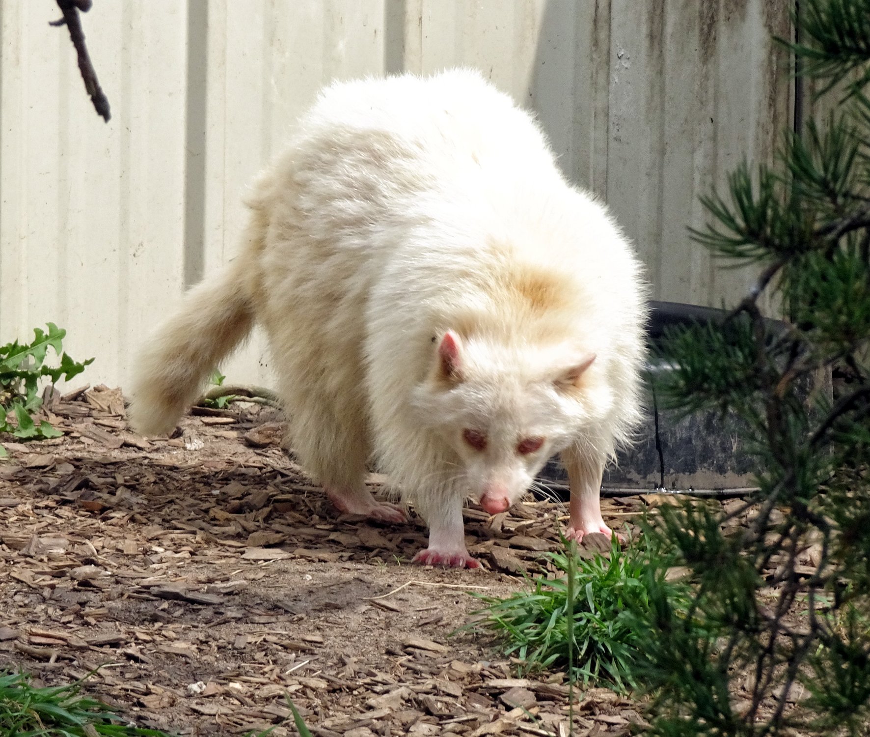 Solve Brainerd MN - Zoo - Albino Raccoon jigsaw puzzle online with 154 ...