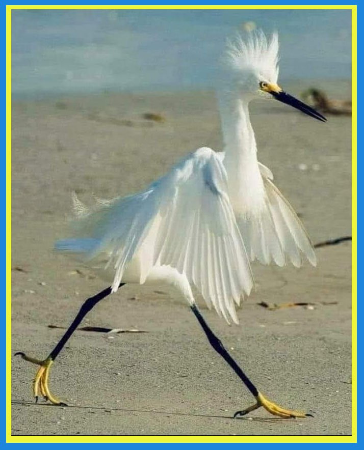 Solve Snowy Egret jigsaw puzzle online with 80 pieces