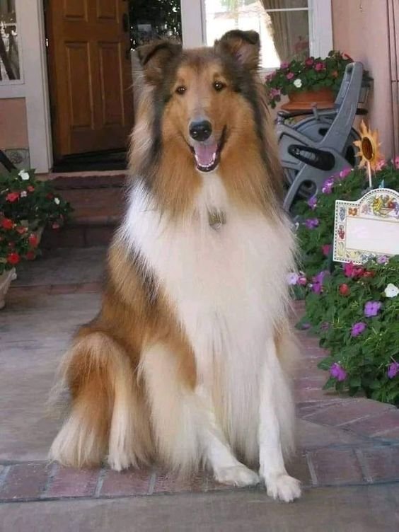 Solve Precious Animals 122 jigsaw puzzle online with 12 pieces