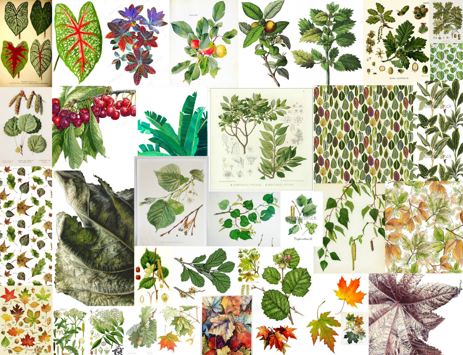 Solve Leafy botanicals jigsaw puzzle online with 252 pieces