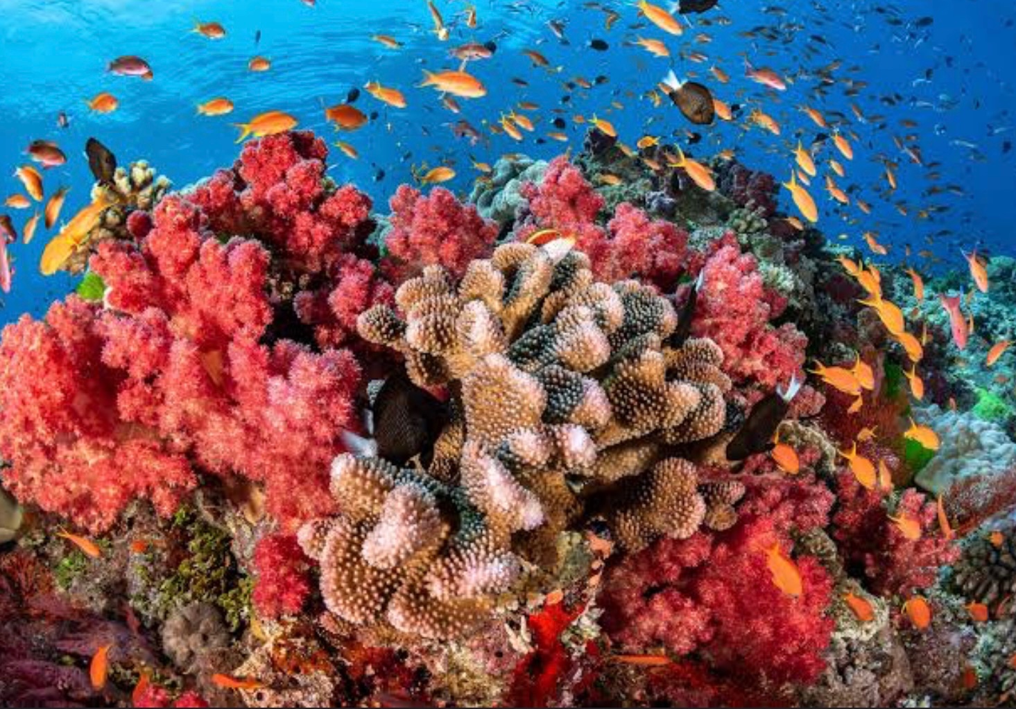 Solve The Great Barrier Reef, The Coral Sea, Northern Queensland ...