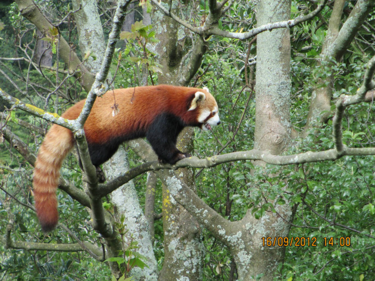 Solve Red Panda at Wellington Zoo (NZ) jigsaw puzzle online with 80 pieces