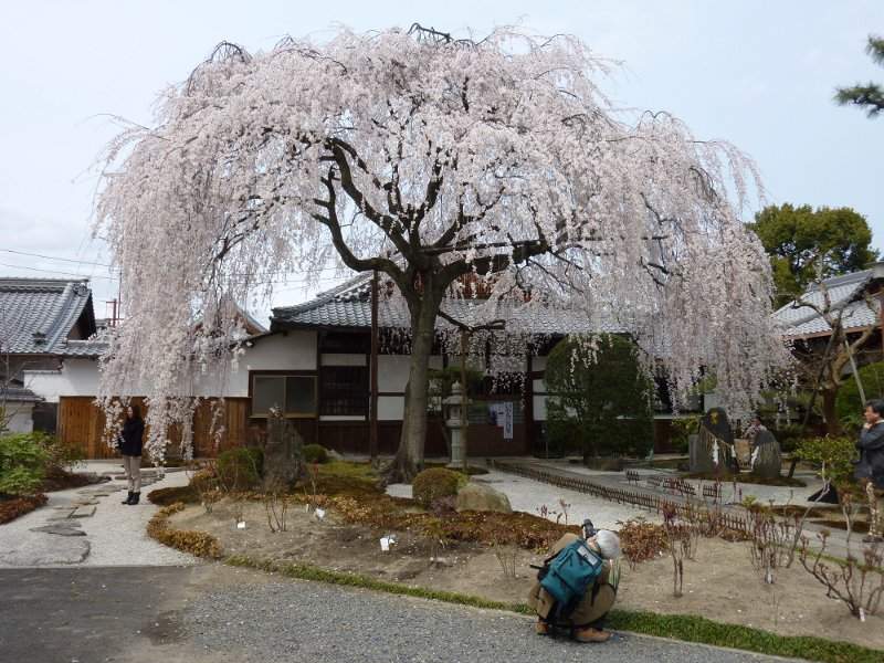 Solve KVETOU SAKURY - JAPONSKO 2022 jigsaw puzzle online with 130 pieces