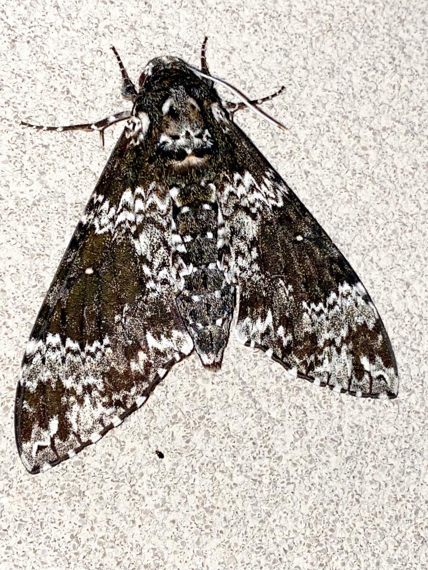 Solve Rustic sphinx moth jigsaw puzzle online with 63 pieces