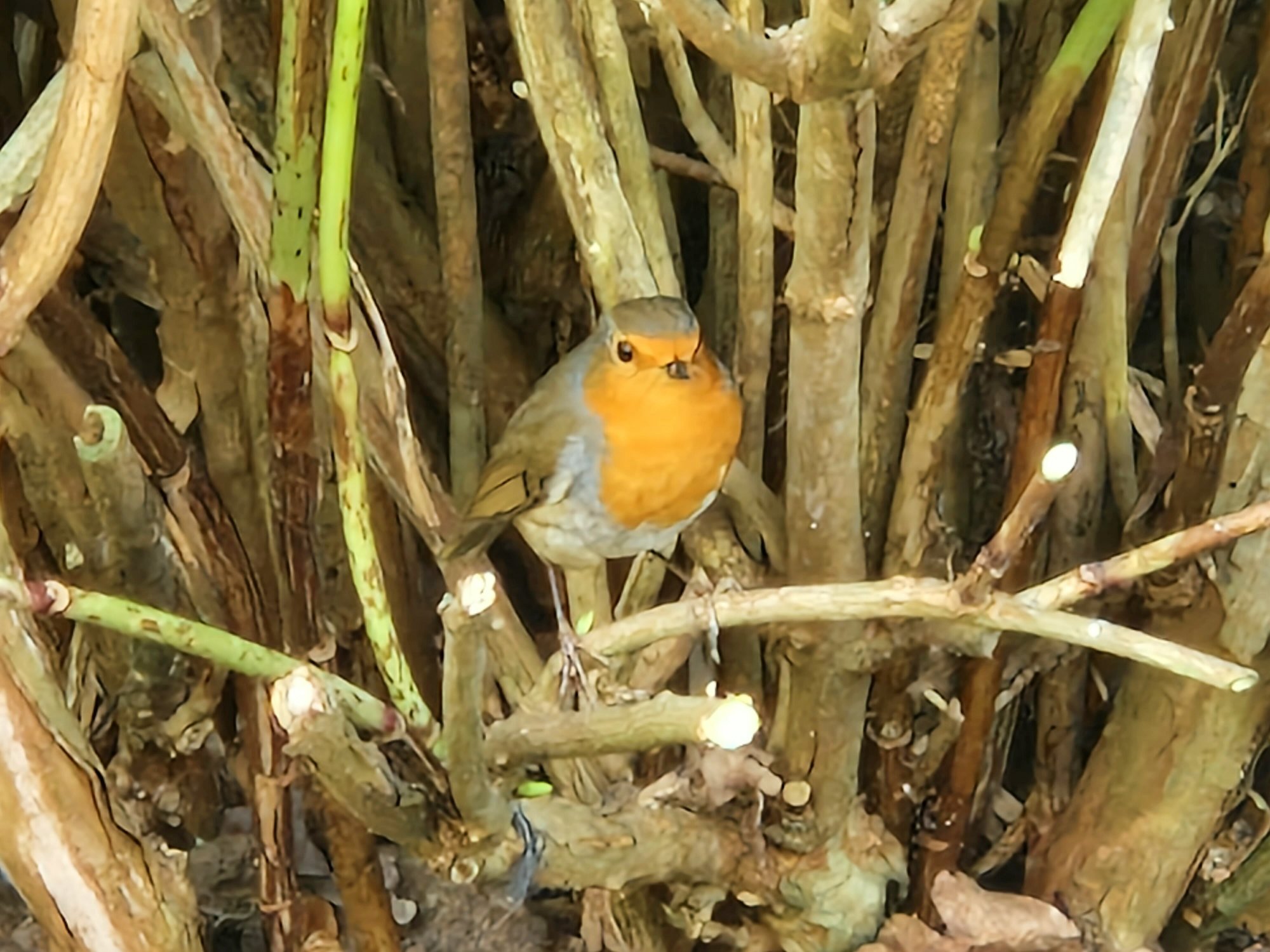 Solve Autumn Robin jigsaw puzzle online with 594 pieces