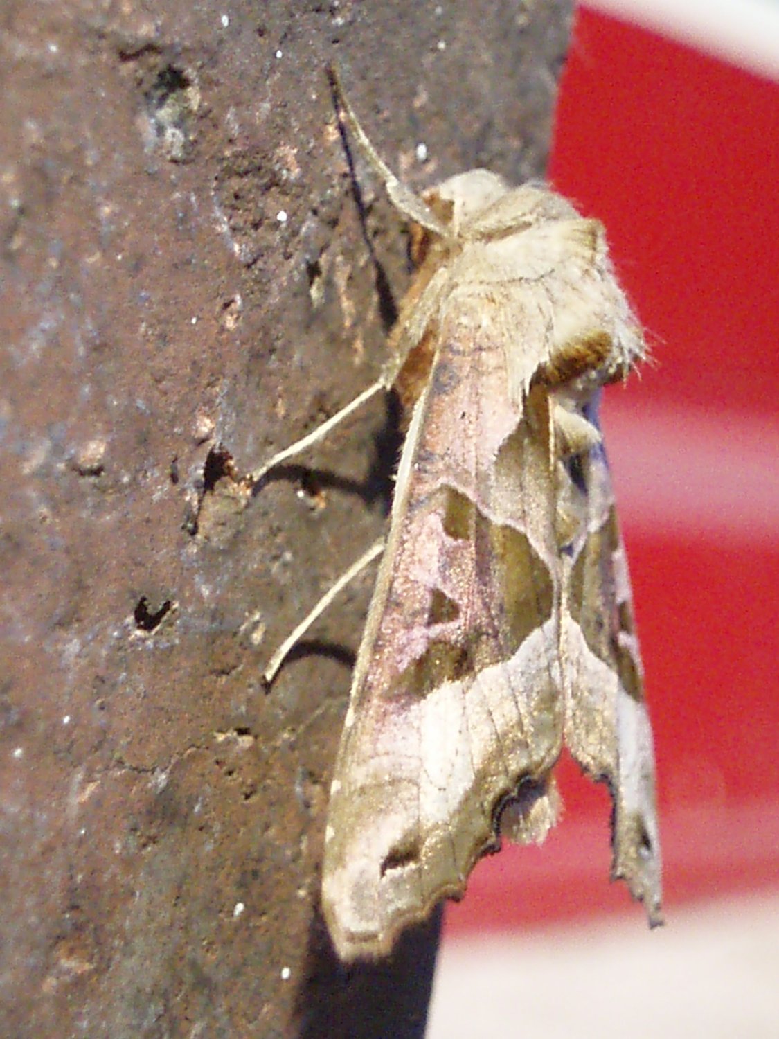 Solve Angle Shades 2 jigsaw puzzle online with 88 pieces