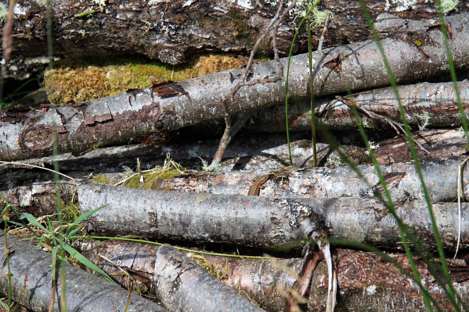 Solve The Log-pile at Moyle jigsaw puzzle online with 70 pieces