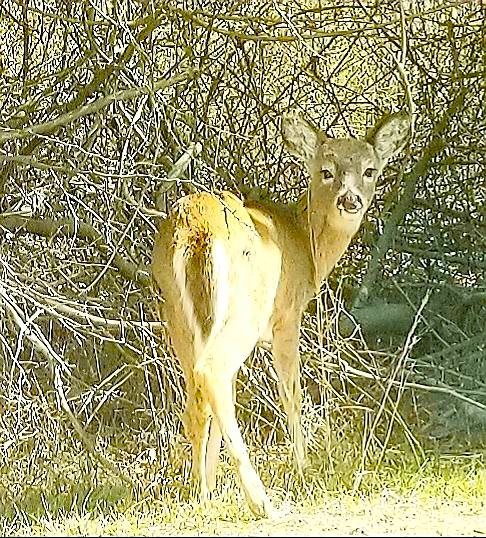 Solve Deer Sunning his butt at Sandy Hook, NJ, Early Spring 8 jigsaw ...