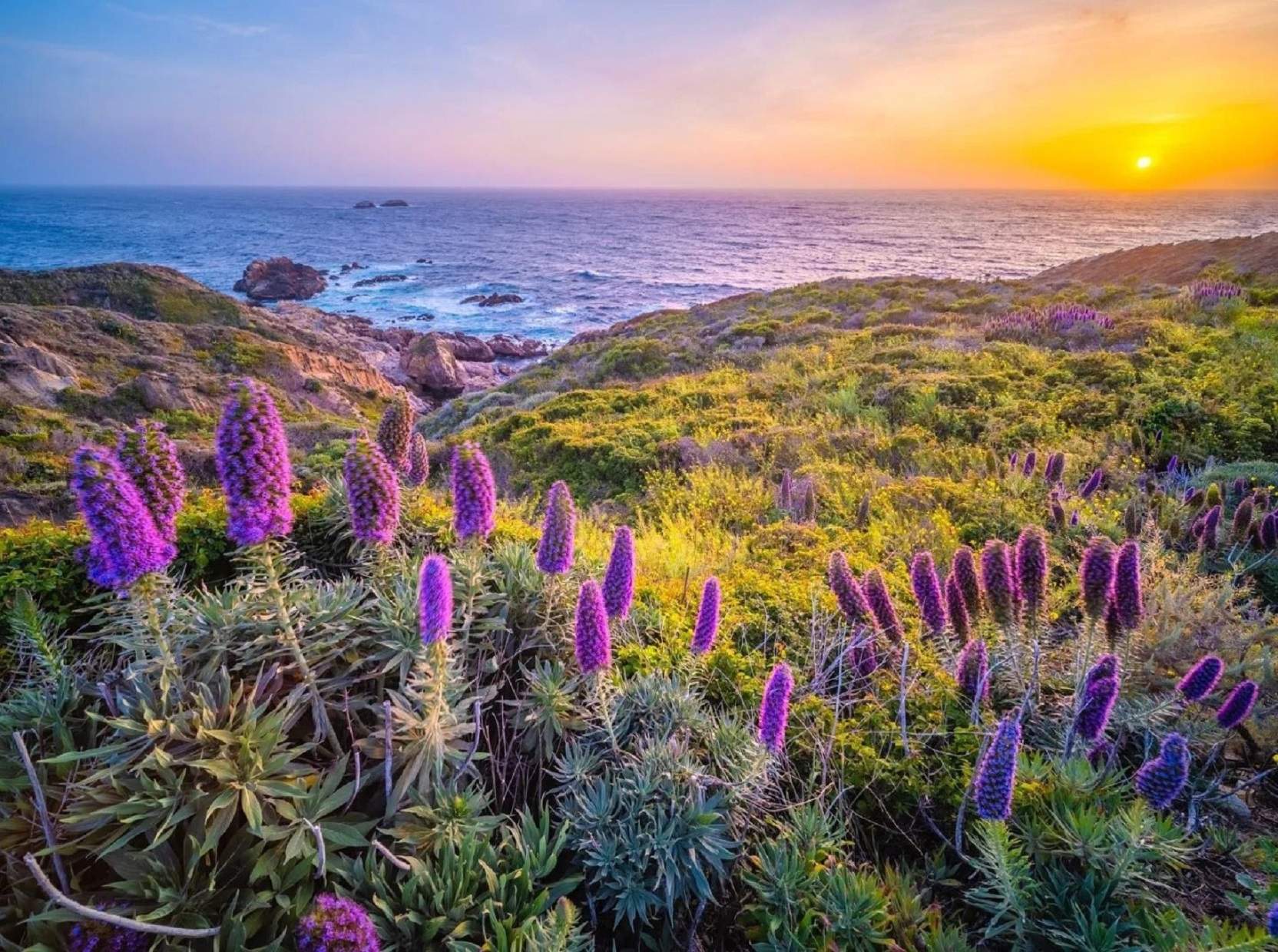 Solve Pride of Madeira, native plant in Madeira 7790 jigsaw puzzle ...