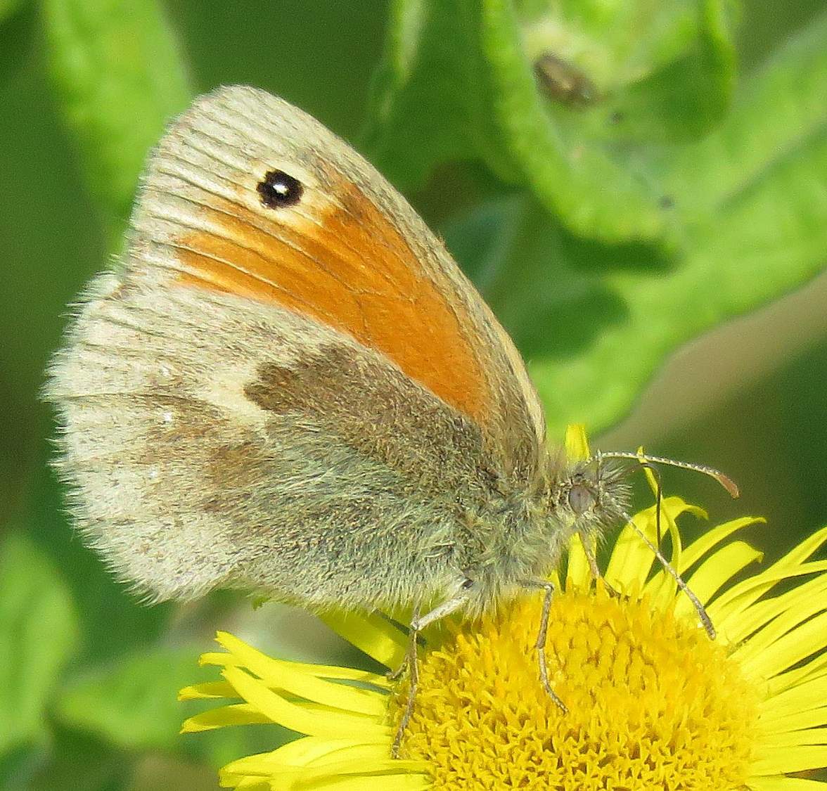 Solve small heath on false fleabane (hooibeestje op heelblaadjes ...