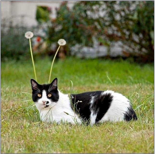 Solve Vtipné foto_Funny photos jigsaw puzzle online with 36 pieces