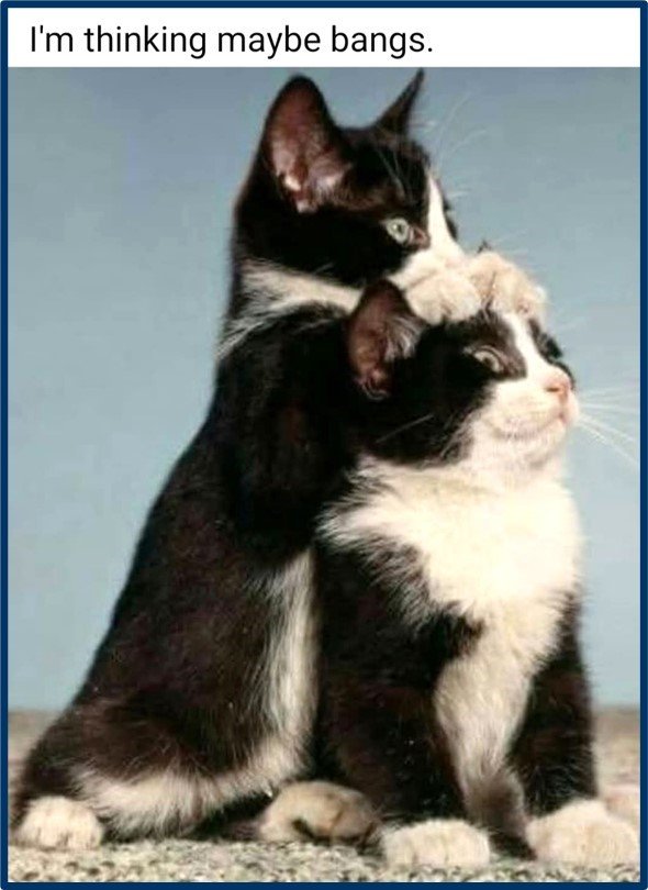 Solve Maybe Not... jigsaw puzzle online with 35 pieces