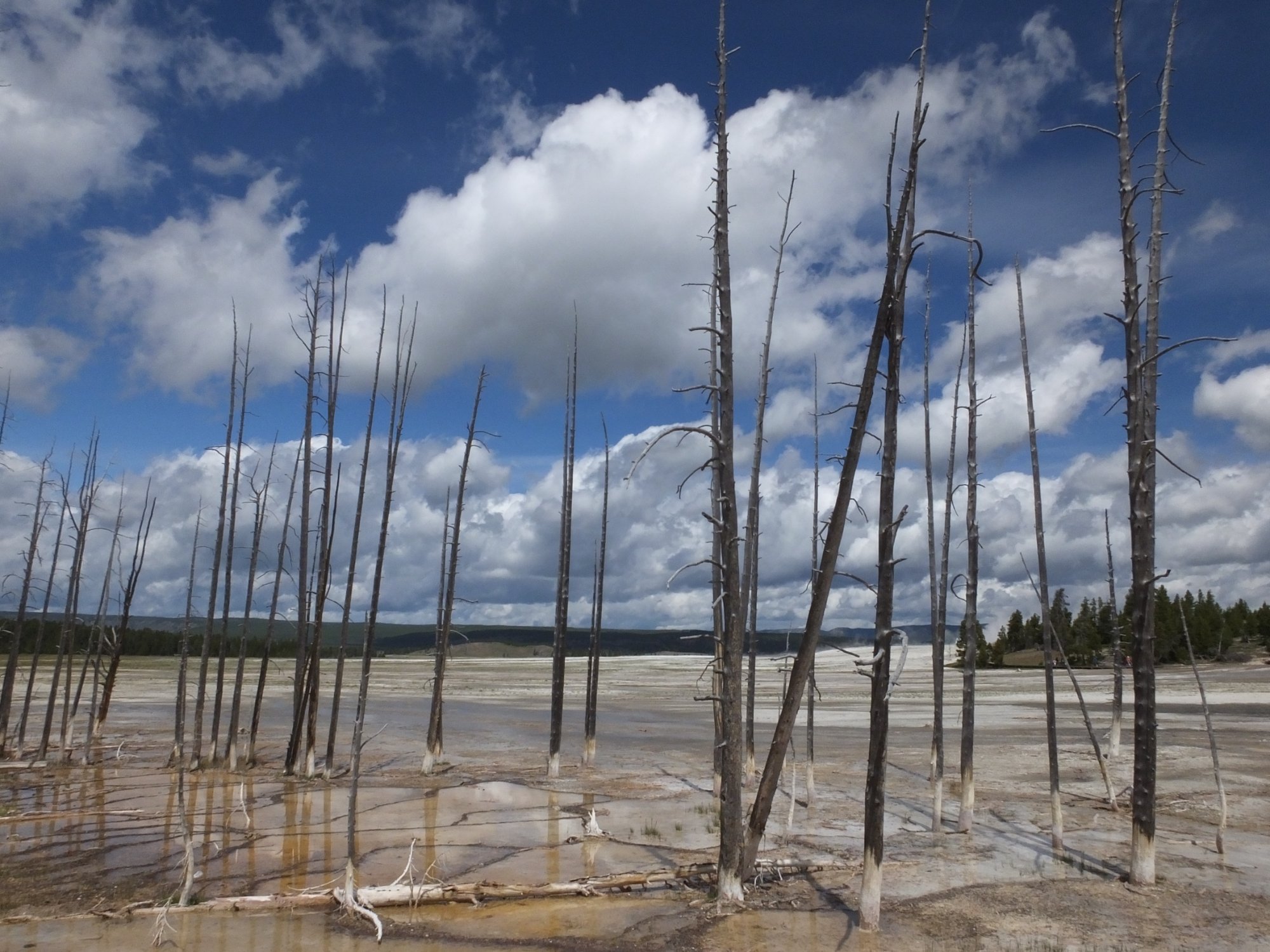 Solve 'Bobby Socks' Trees Yellowstone National Park, USA. 2017 jigsaw ...