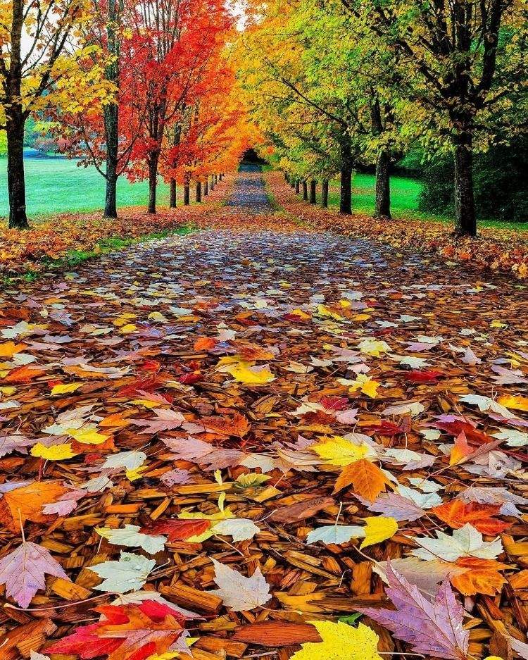 Puzzle | 80 piezas | Oregon Trail | Jigidi