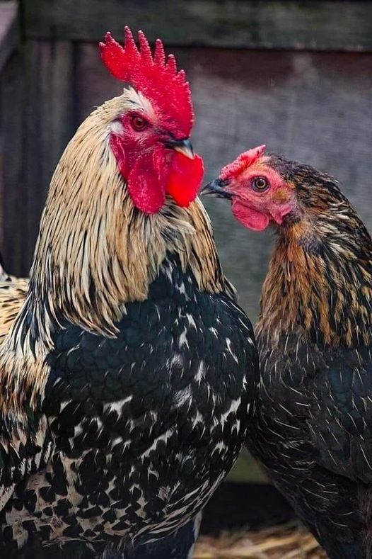 Solve Mr. and Mrs. jigsaw puzzle online with 70 pieces