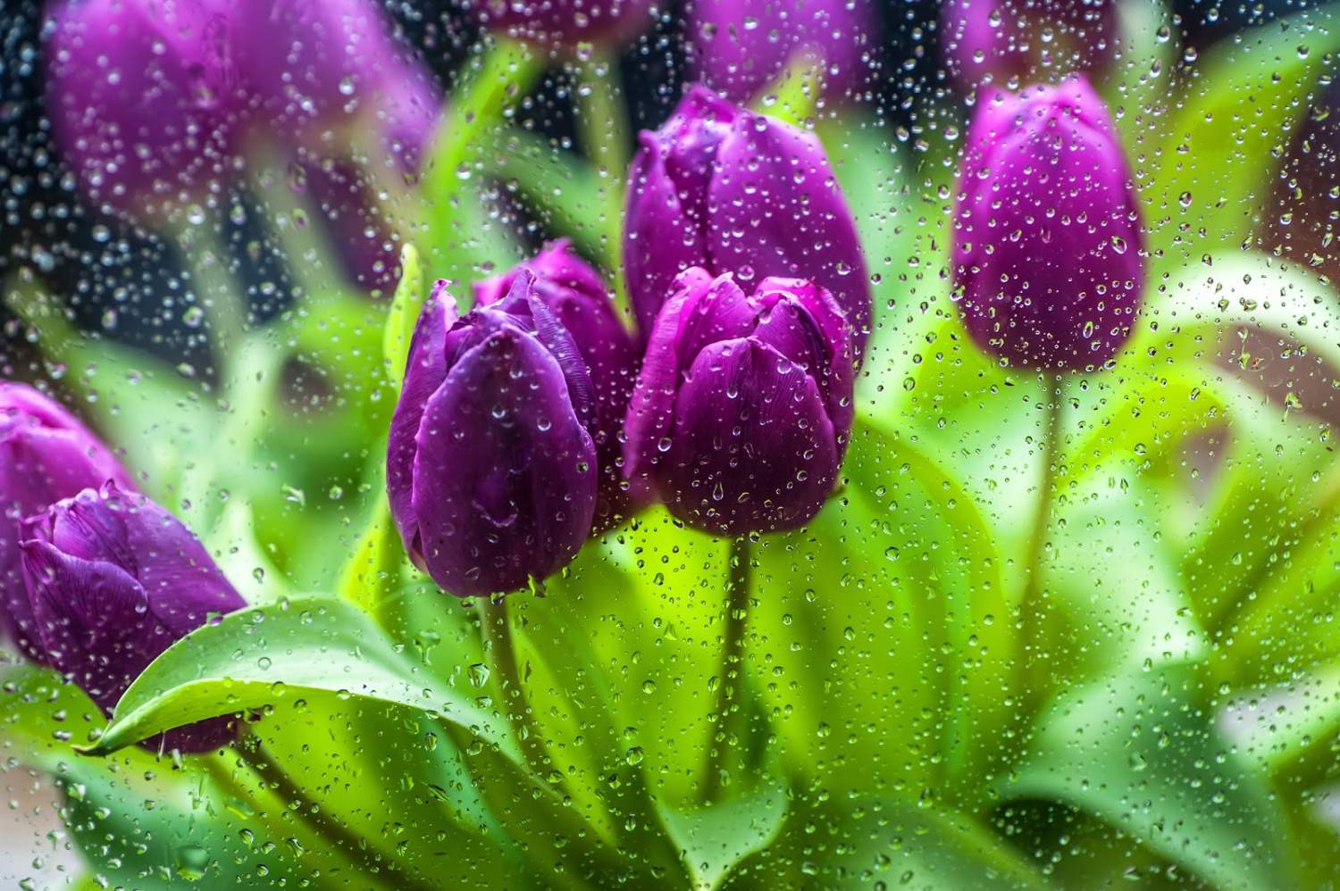 Solve April Showers Bring May Flowers jigsaw puzzle online with 77 pieces