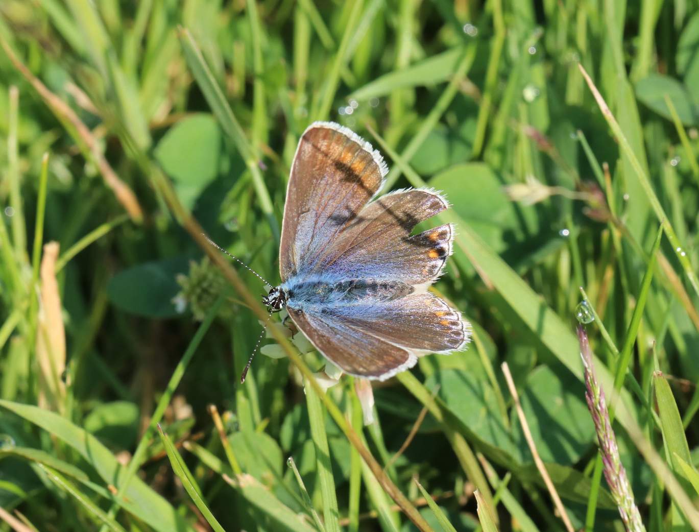 Solve common blue butterfly - Polyommatus icarus (Icarusblauwtje ...