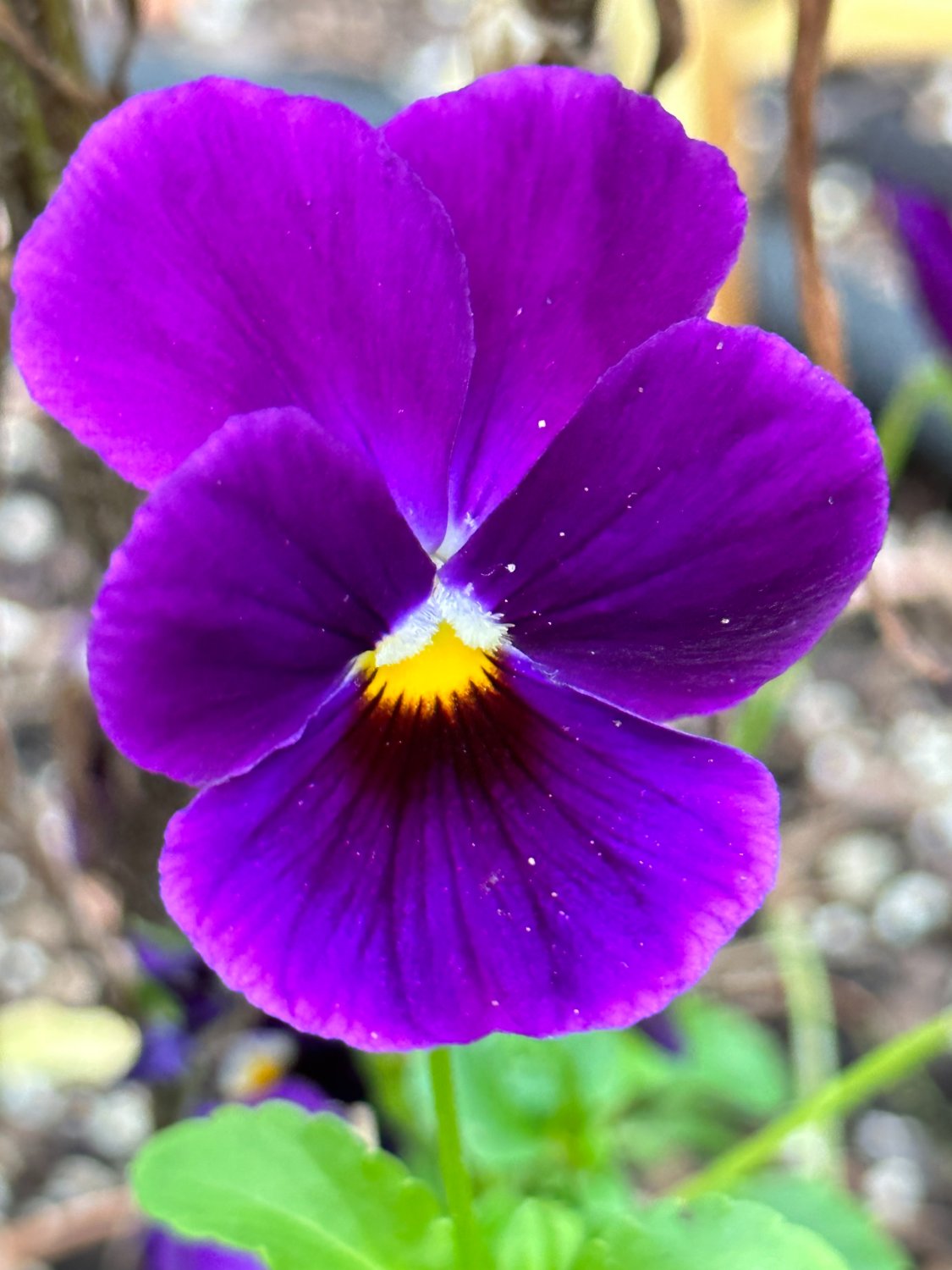 Solve Pretty Purple Pansy jigsaw puzzle online with 63 pieces