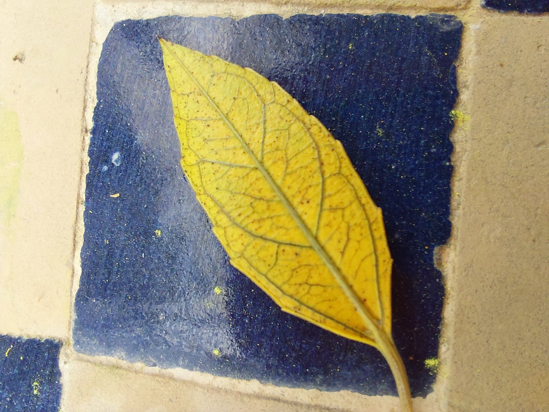 Solve LEAF jigsaw puzzle online with 63 pieces