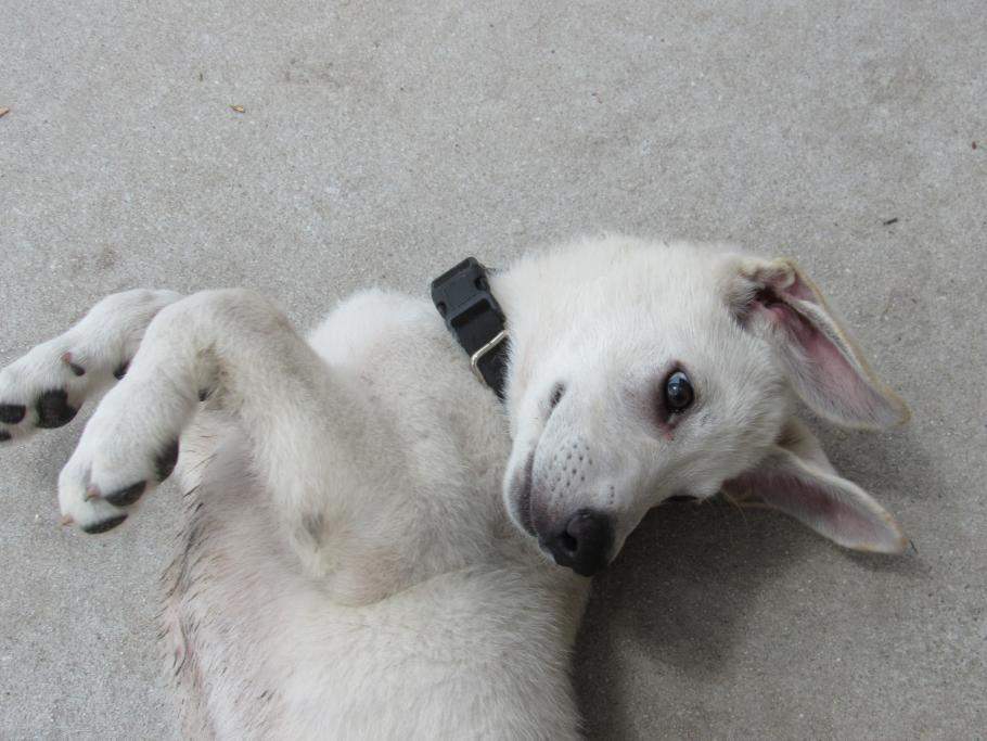 Solve Sutter Cain jigsaw puzzle online with 48 pieces