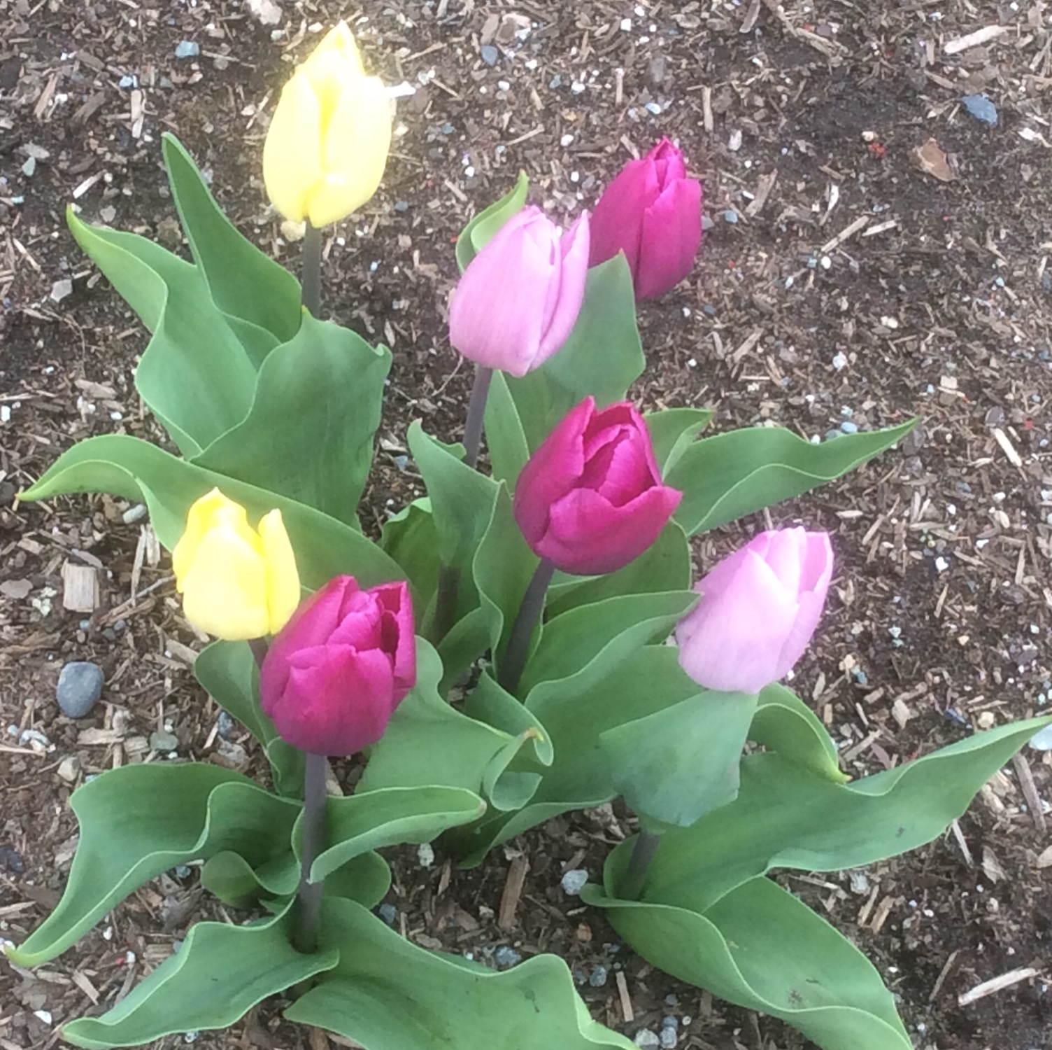 Solve Pretty Tulips 🇨🇦 jigsaw puzzle online with 81 pieces