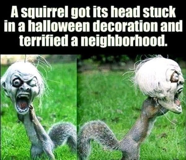 Solve Squirrel jigsaw puzzle online with 9 pieces