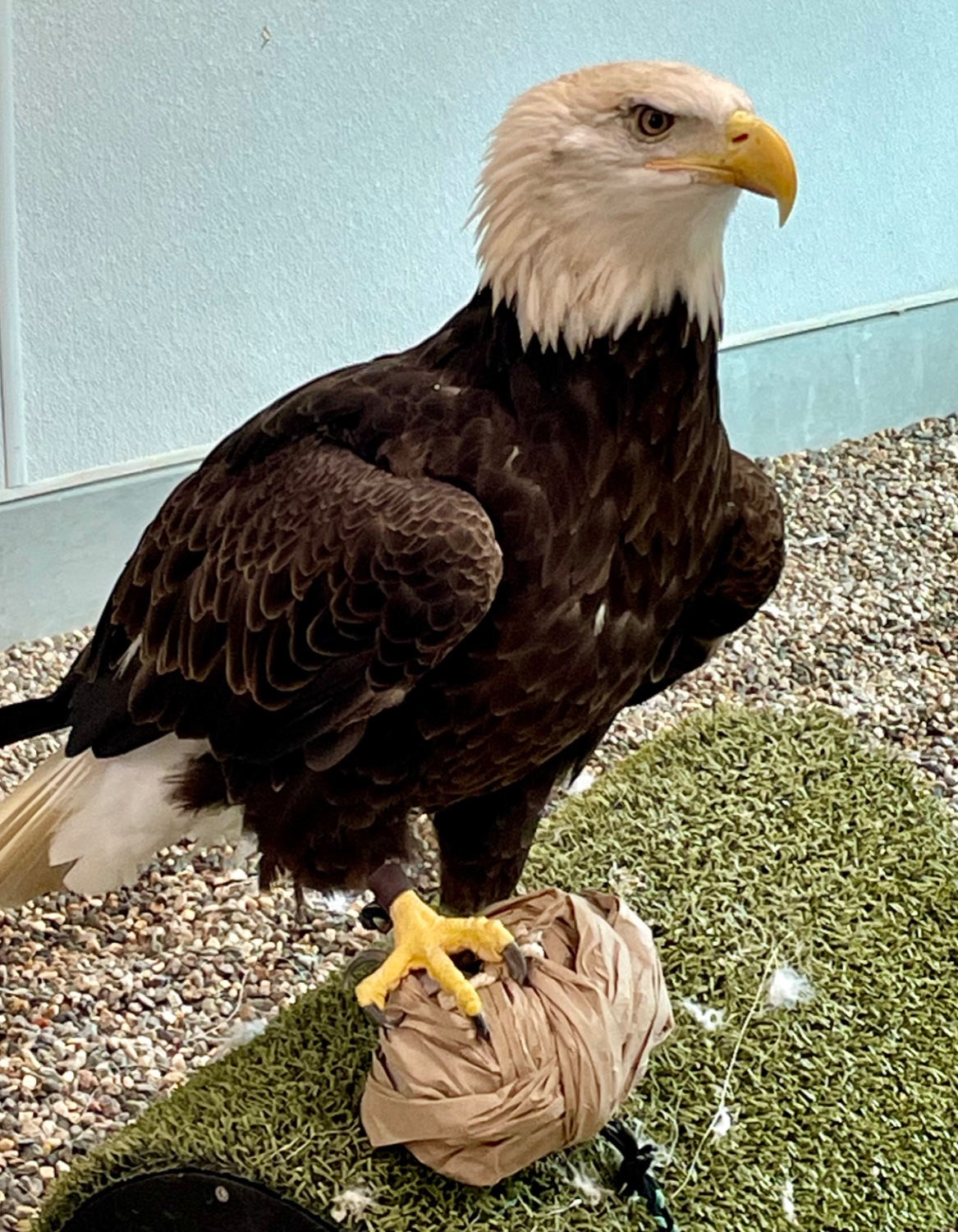 Solve Sweet eagle Latsch jigsaw puzzle online with 108 pieces