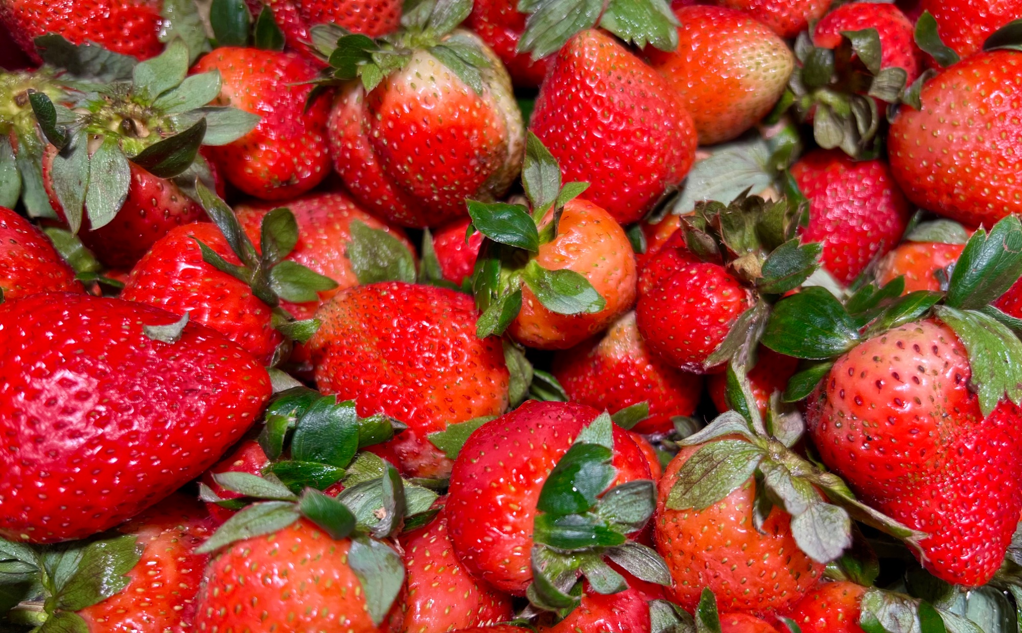 Solve Bloop jigsaw puzzle online with 104 pieces