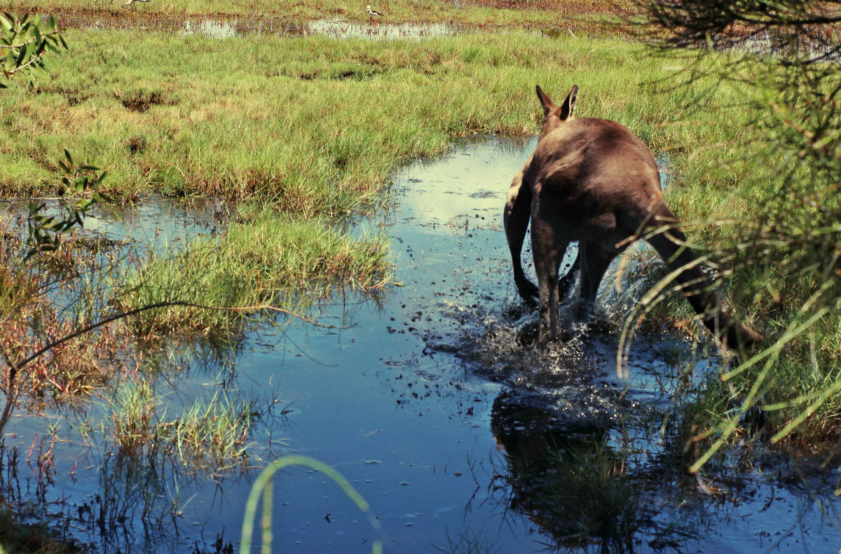 Solve Big Buck in the Wppdgate Wetlands jigsaw puzzle online with 40 pieces