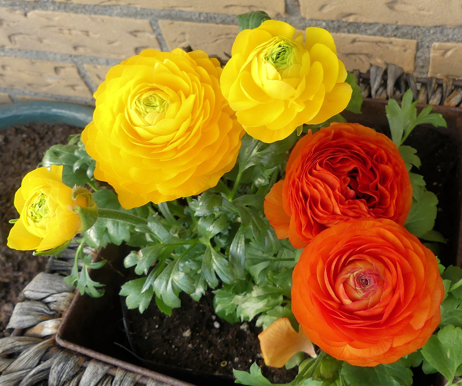Solve ranonculus, or Persian buttercups (ranonkels) jigsaw puzzle ...