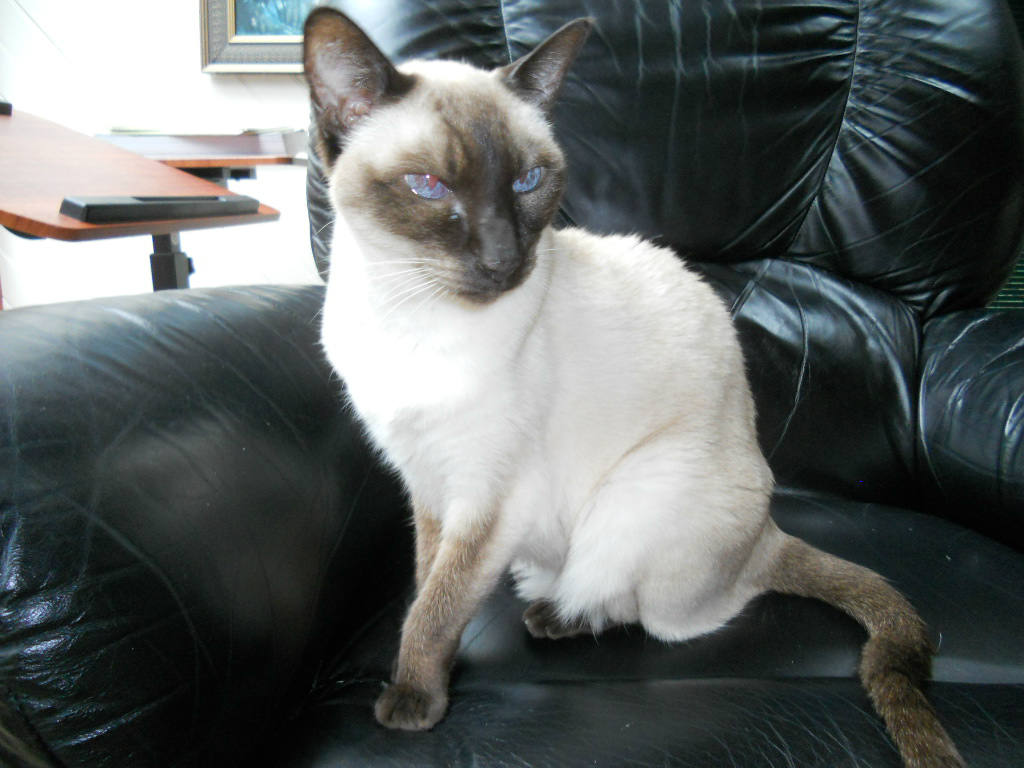 Jigsaw Puzzle | how do you like this pose ? | 48 pieces | Jigidi