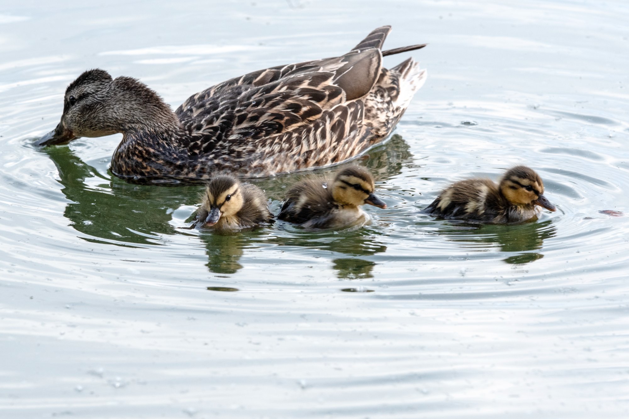 Solve Waterfowl 024 jigsaw puzzle online with 70 pieces