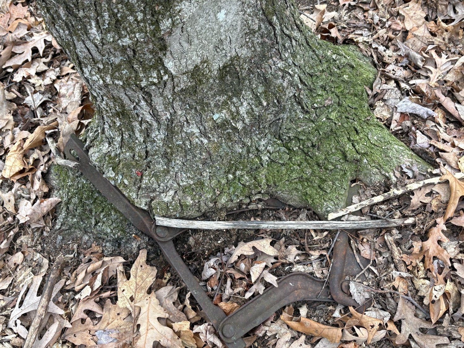 Solve Tree eats hinge jigsaw puzzle online with 30 pieces