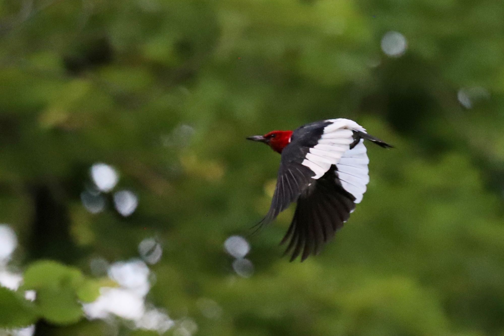Solve Red-headed Woodpecker in flight jigsaw puzzle online with 70 pieces