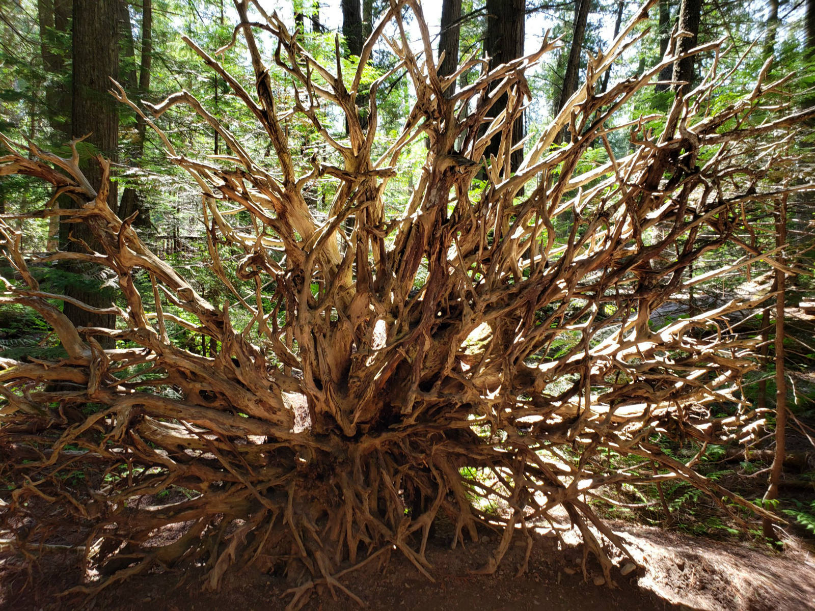 Solve Tree roots jigsaw puzzle online with 540 pieces