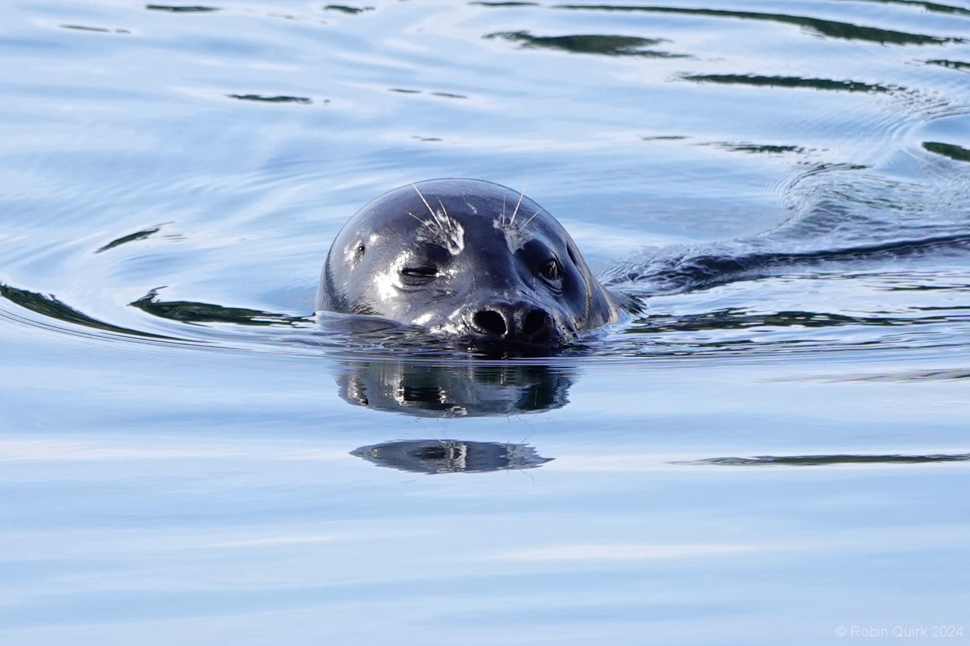 Solve Harbour Seal jigsaw puzzle online with 70 pieces