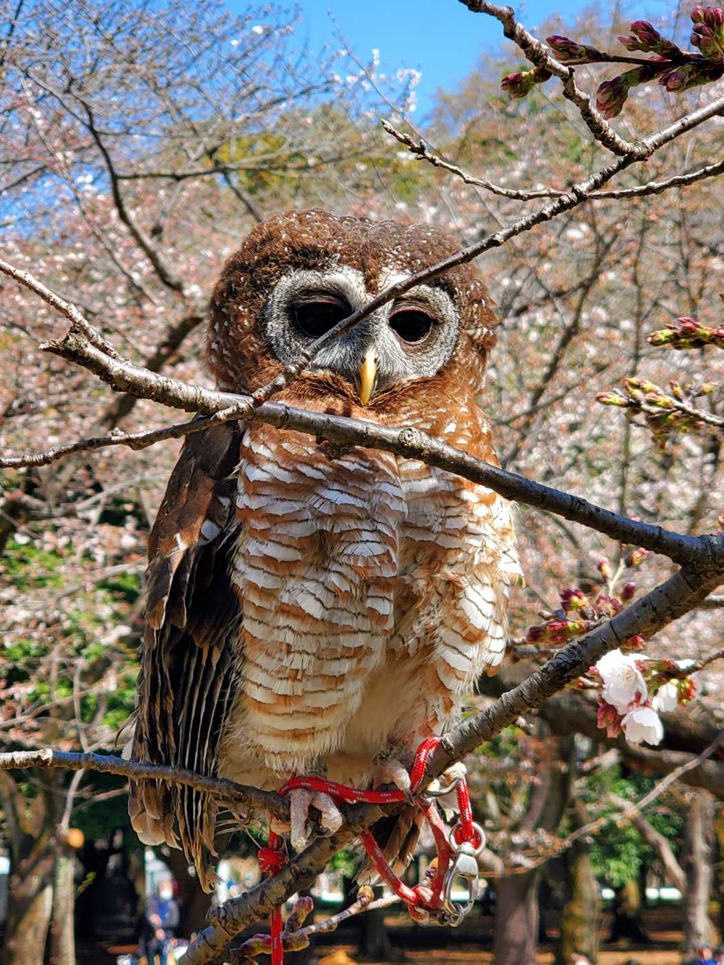 Solve Owl in Japan jigsaw puzzle online with 35 pieces