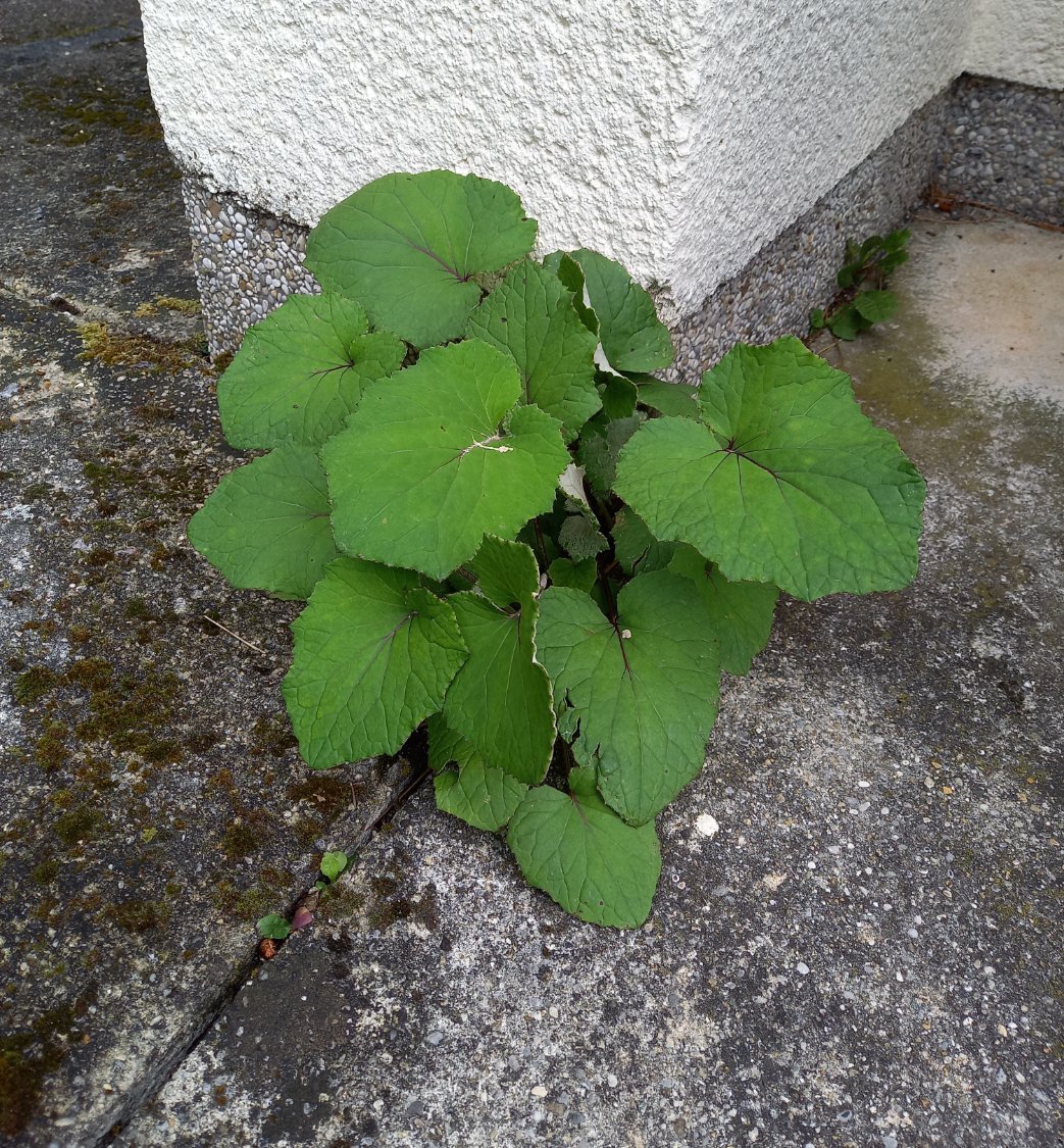 Solve Urban Biodiversity jigsaw puzzle online with 25 pieces